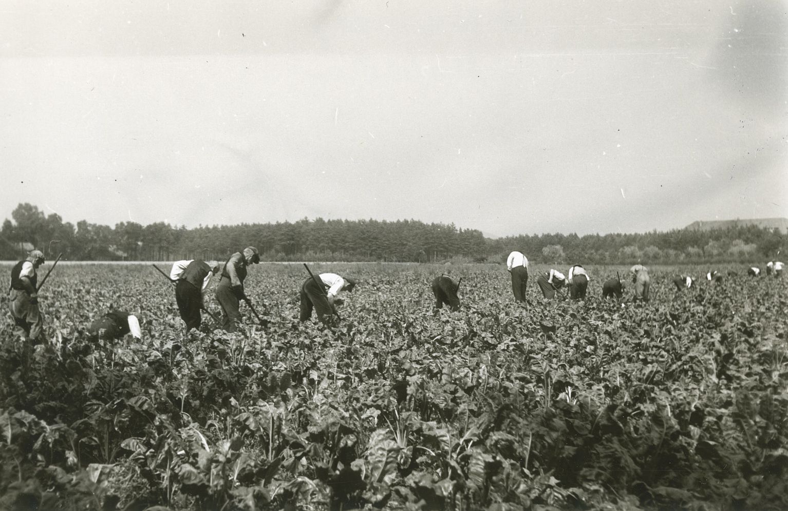 Zwangsarbeiter und Kriegsgefangene in Bethel - Hauptarchiv Bethel